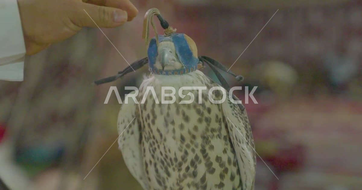 Falcon training in the Kingdom of Saudi Arabia, a bird of prey with a ...