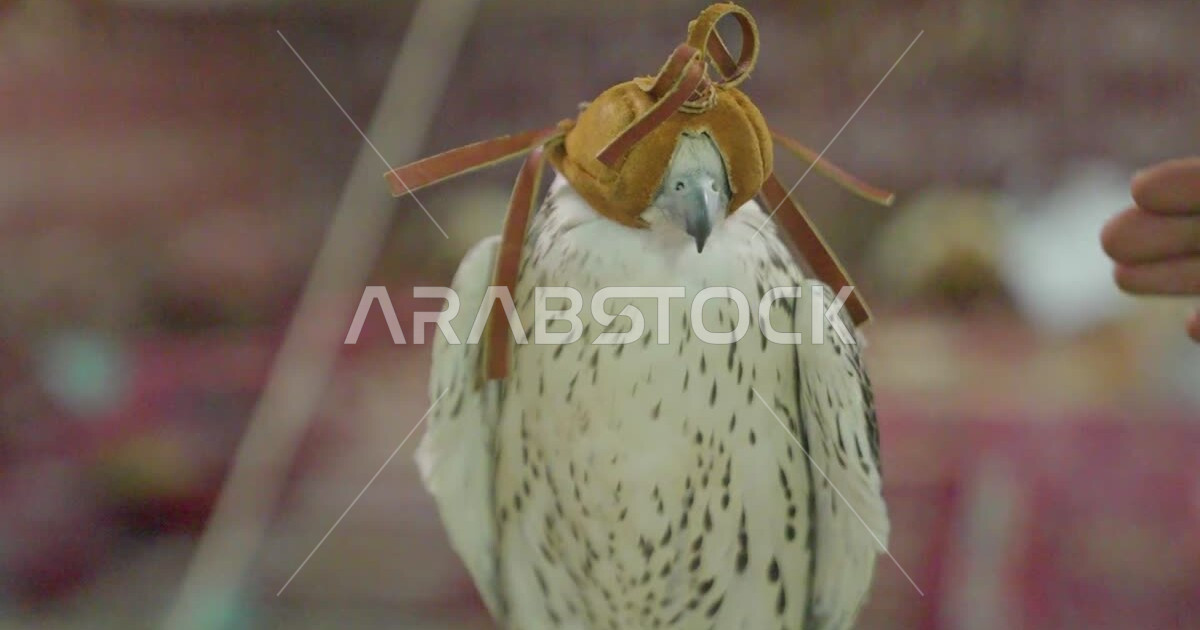 Falcon training in the Kingdom of Saudi Arabia, a bird of prey with a ...