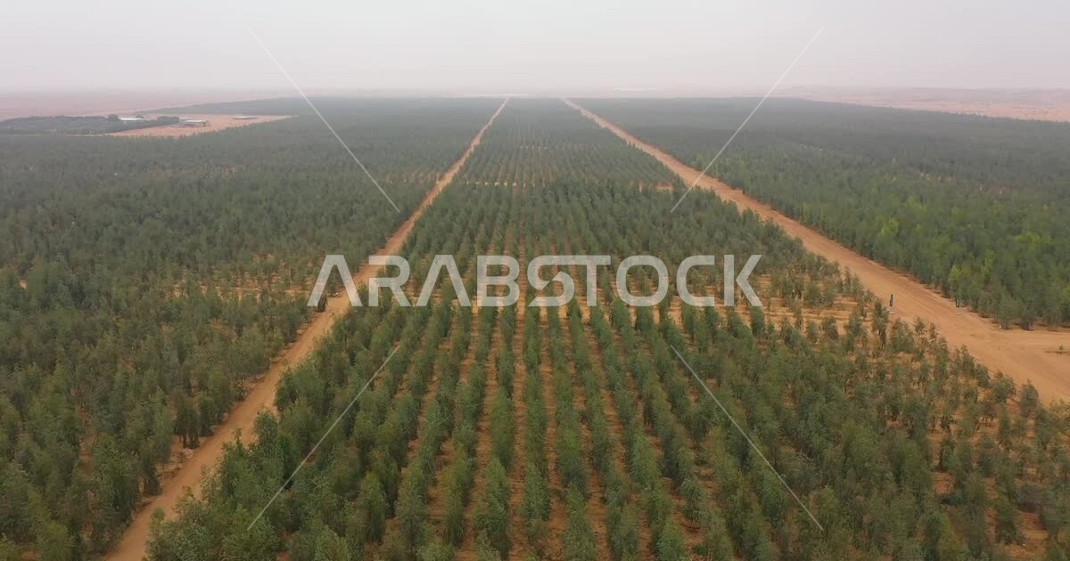 Trees, crops and agricultural lands, drone photography of trees and ...