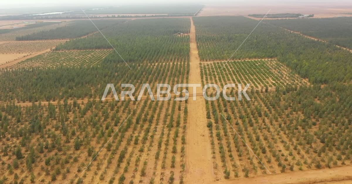 Fertile soil and afforestation in Saudi Arabia. Drone photography of ...