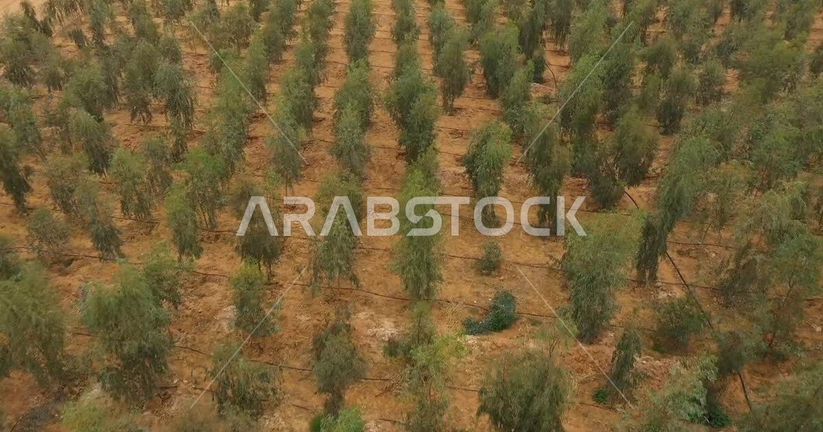Drone photography of trees and green plants in Al-Shaqraa farms and ...