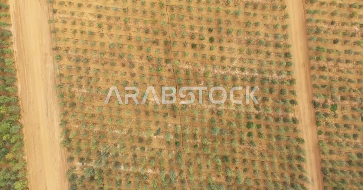 Vertical aerial photography of trees and green plants in Al-Shaqraa ...