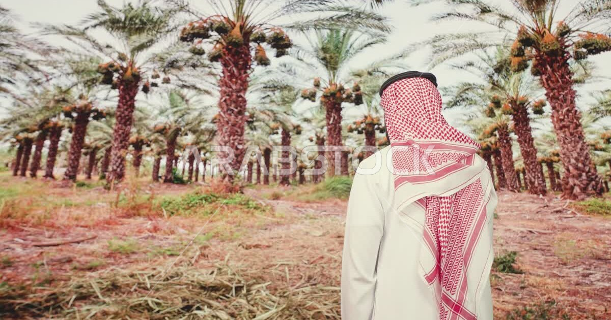 A natural reserve for palm cultivation, Saudi agricultural crops ...