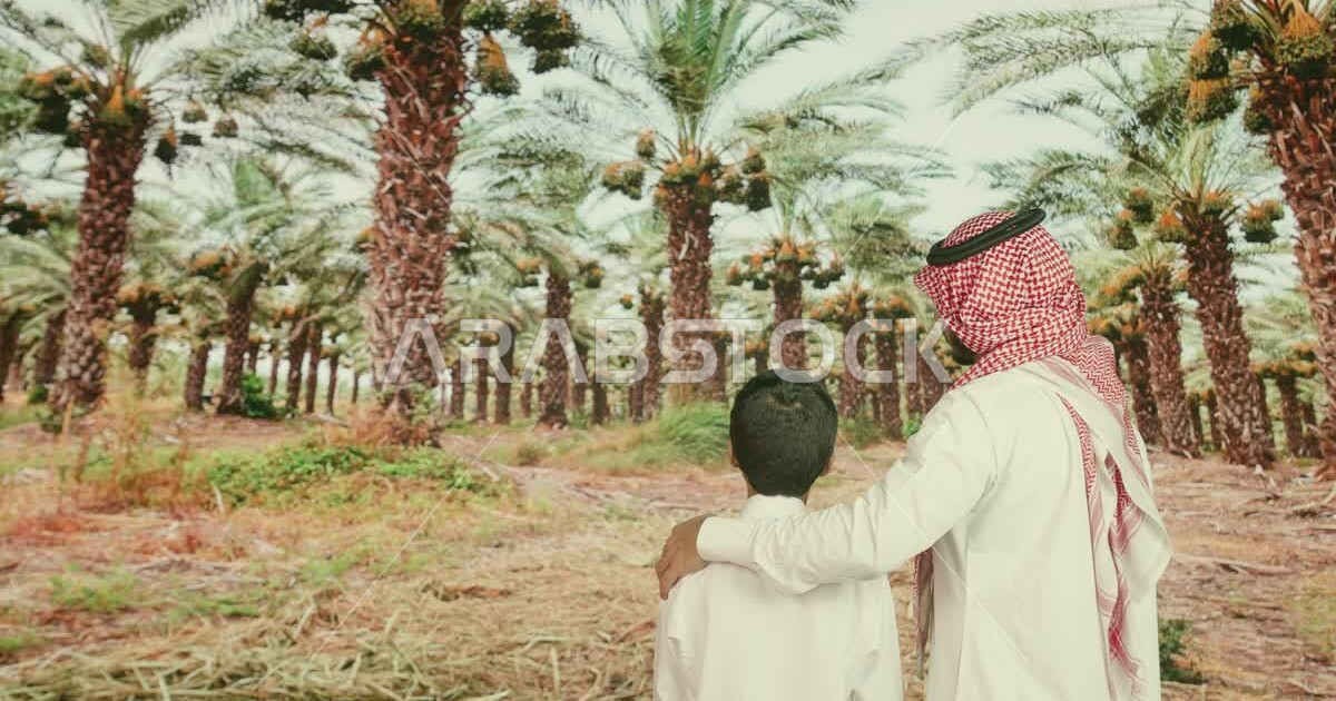 Saudi agricultural crops, national local products, palm plantations in ...