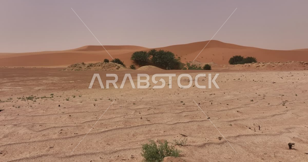 A pool of water surrounded by green palm trees, Dron photography of an ...