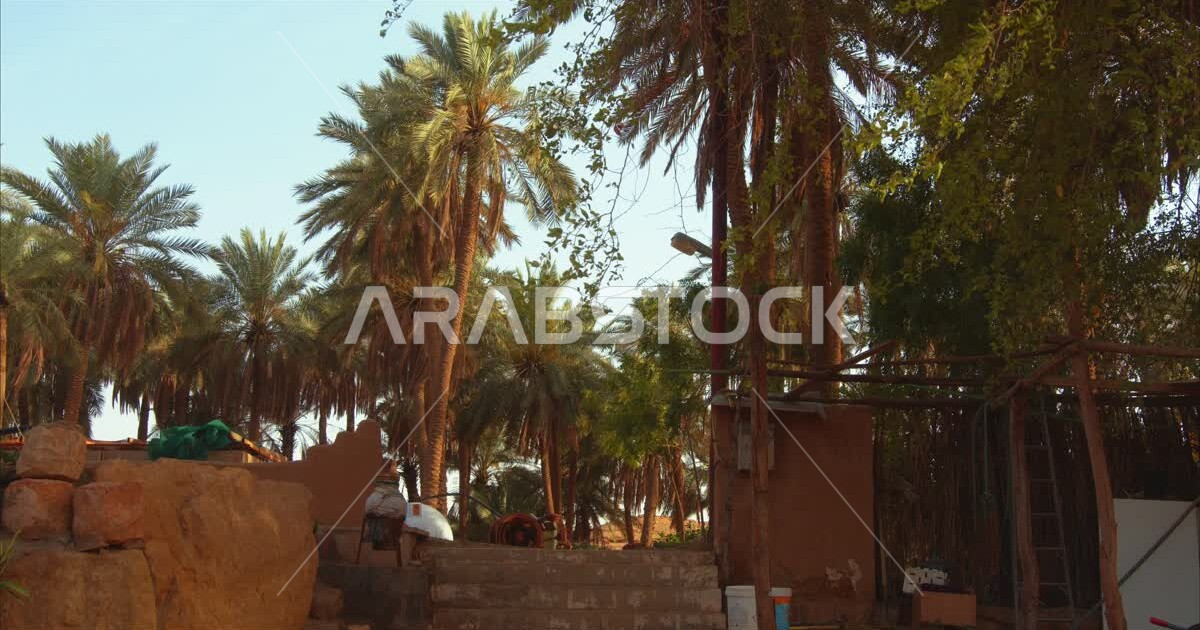 Green palm farms, photography from the back of a Saudi Arabian Gulf ...