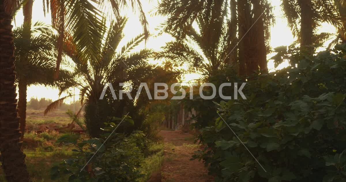 Agricultural lands and crops, photography from the back of a Saudi ...