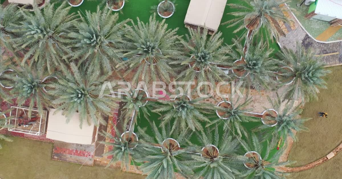 Vertical aerial photography of green palm trees in Al-Ula Governorate ...
