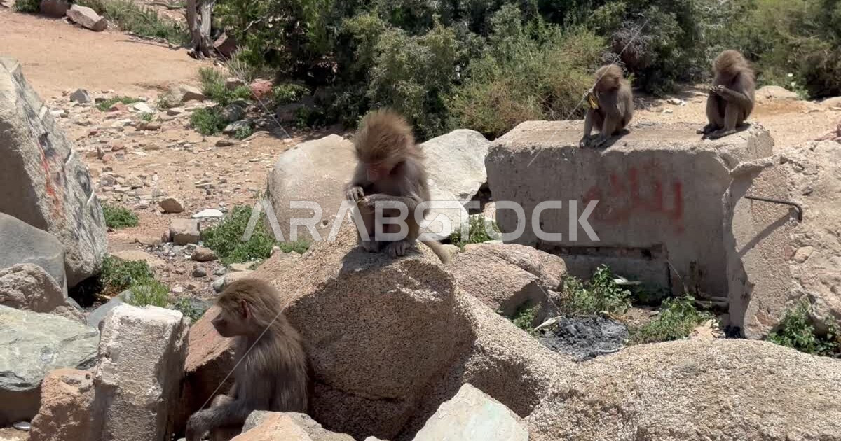 A group of monkeys sitting on rocky stones in the city of Taif, wild ...
