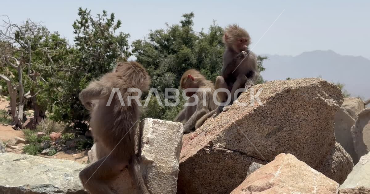 A group of monkeys sitting on rocky stones in the city of Taif, wild ...