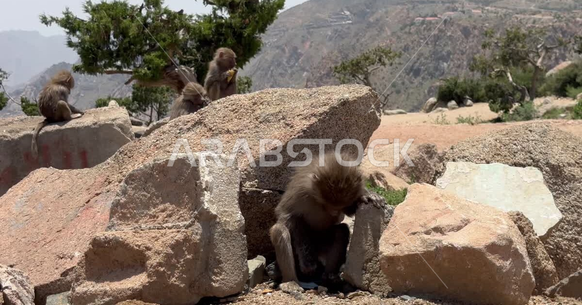 A group of monkeys sitting on rocky stones in the city of Taif, wild ...