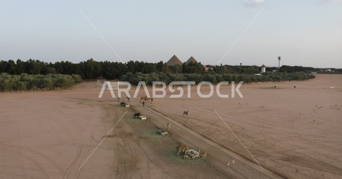 Wildlife in nature reserves, oryx, a type of antelope, breeding and ...