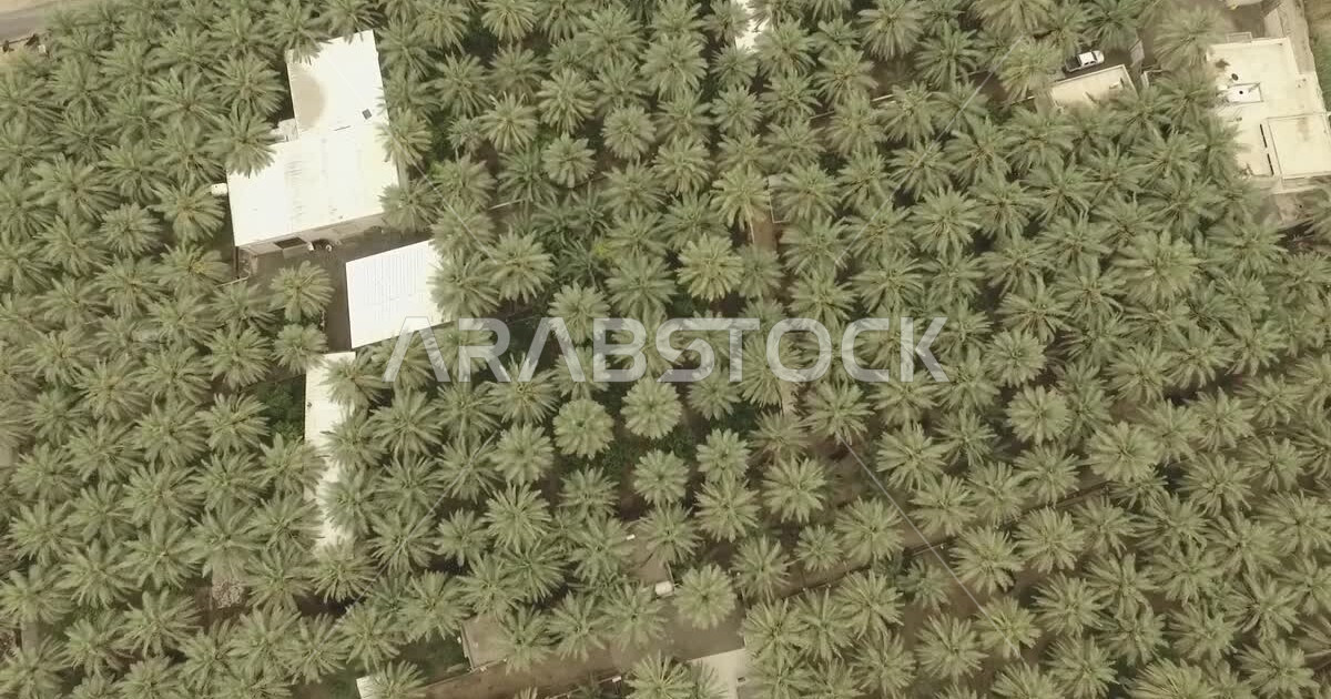 A picture from above of green palm tree farms in the Kingdom of Saudi ...