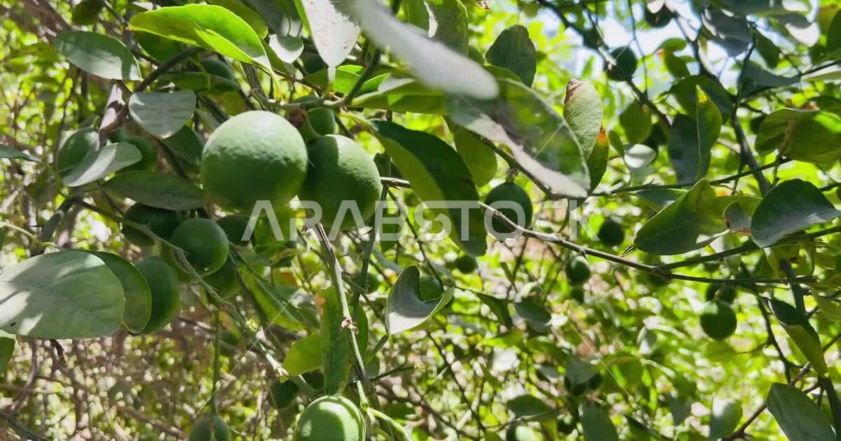 Lemon trees, lemon farms in Al-Ahsa in the Kingdom of Saudi Arabia ...