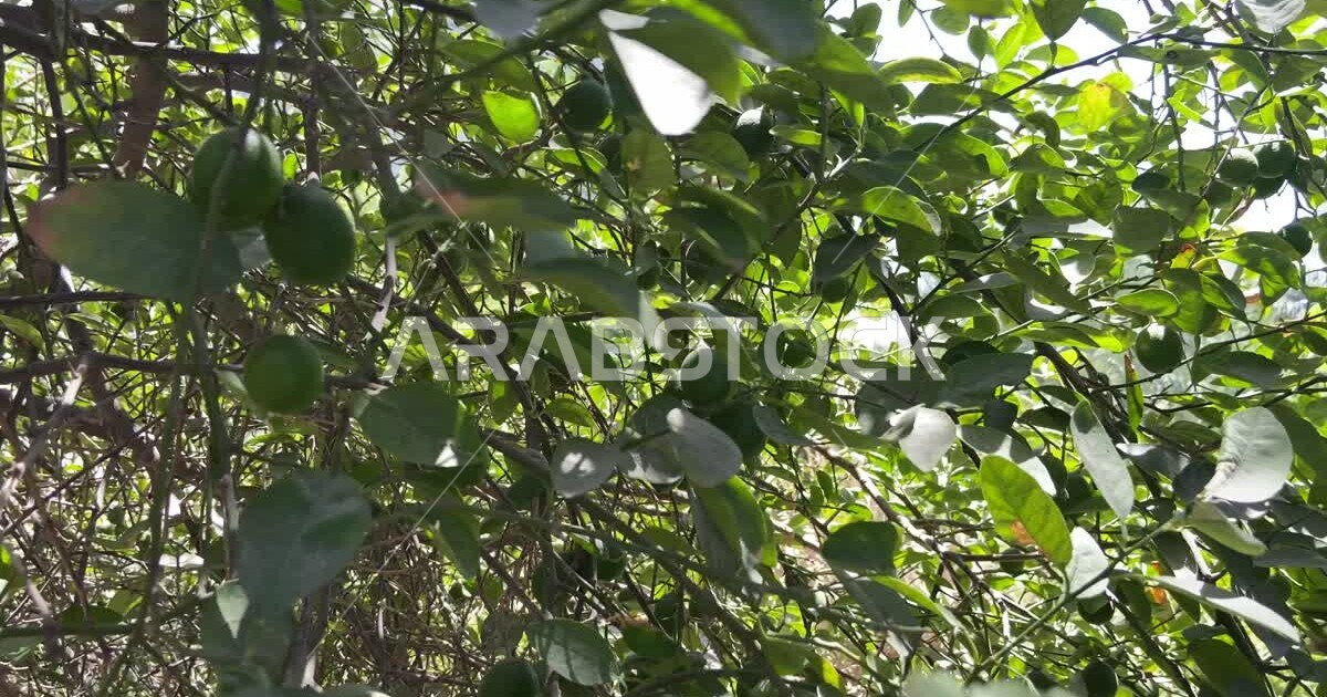 Lemon farms in Al-Ahsa in the Kingdom of Saudi Arabia, green trees and ...