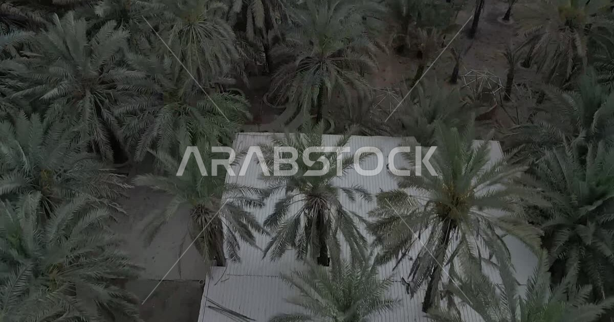 Close-up of green palm trees, ancient historical mosque, Islamic ...