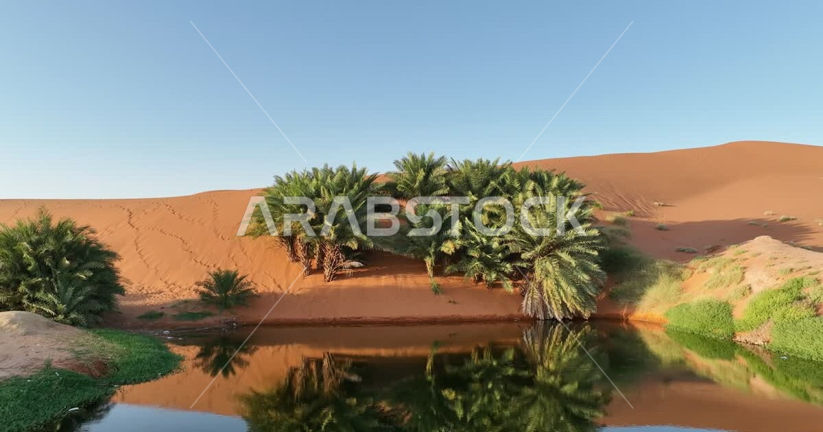 Cultivation of green palm trees, close-up of Brodan Oasis in the Najd ...