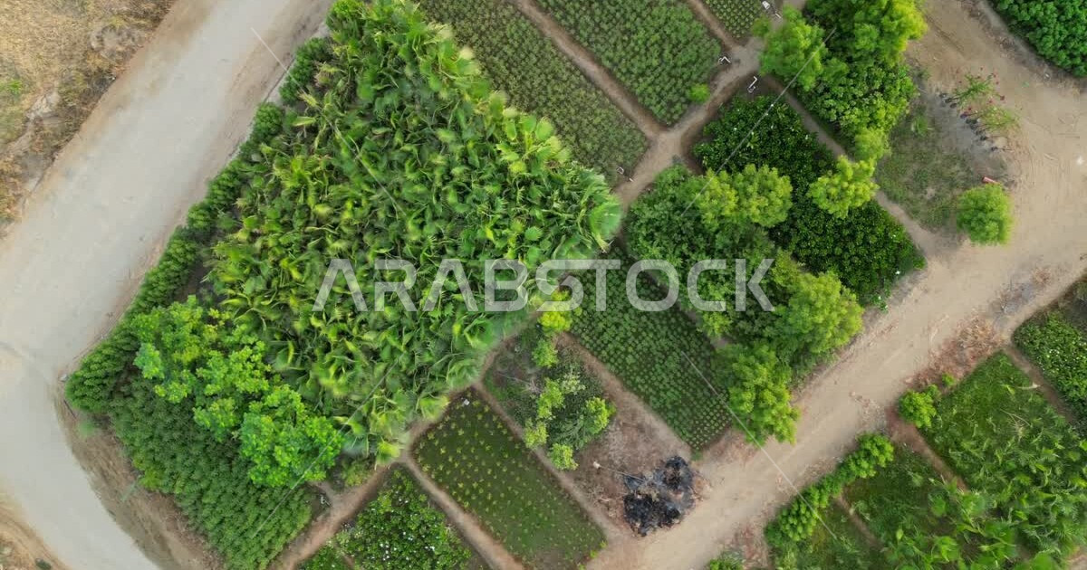 Vertical aerial photography of agricultural crops in the farms of the ...
