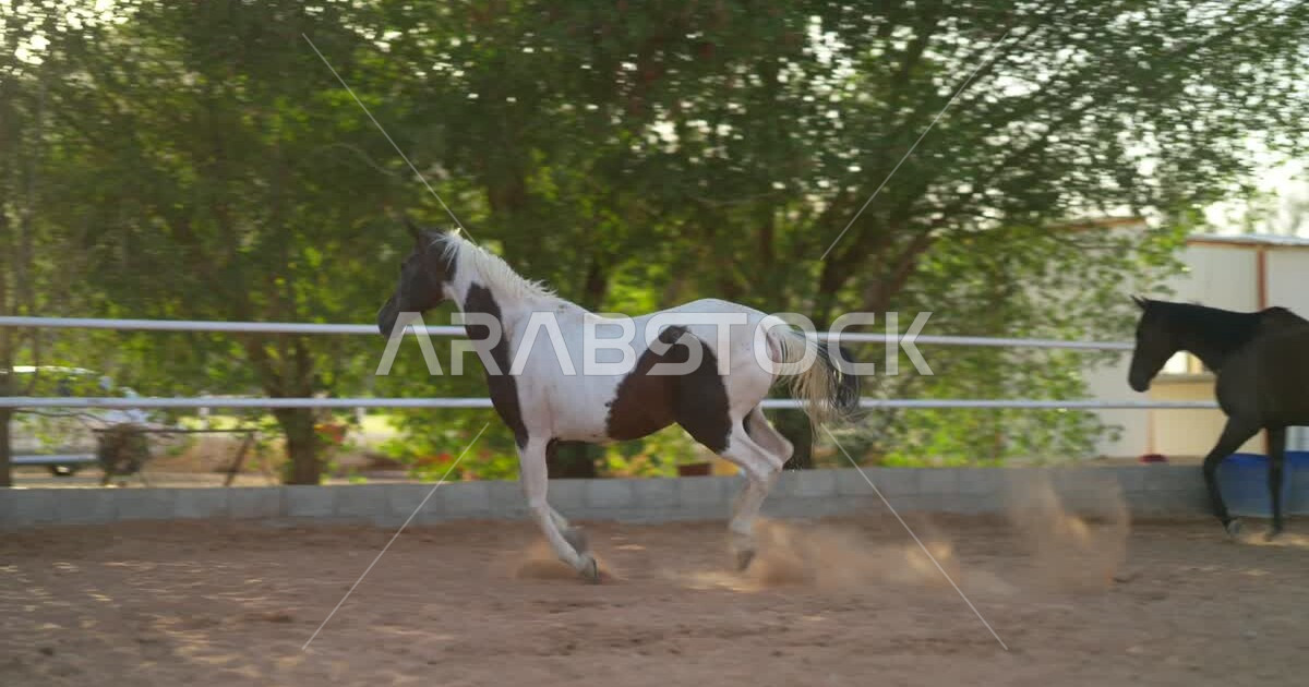 Racing and recreational activities in the Equestrian Club, spending ...