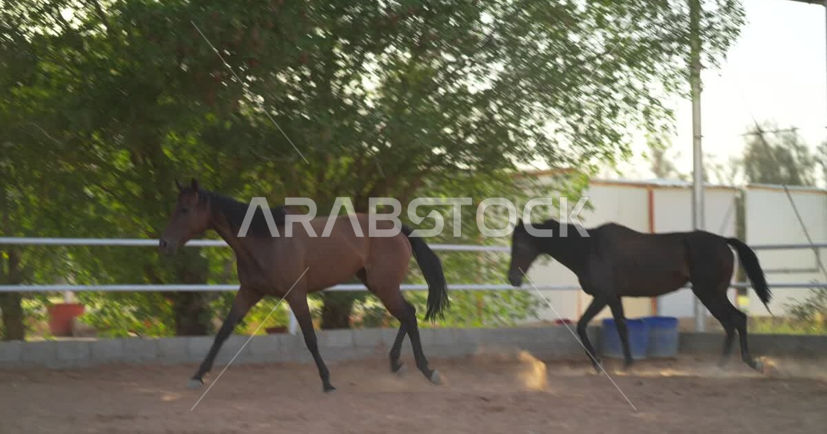 Racing and recreational activities in the Equestrian Club, spending ...
