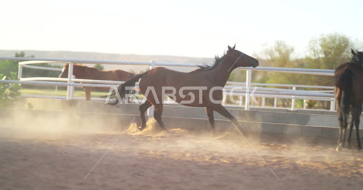 Spending fun times training and taming horses in the horse stable, a ...