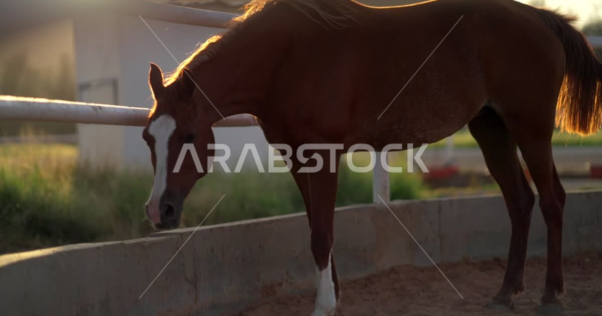 Taming and training horses in the horse stable, a close-up of a ...