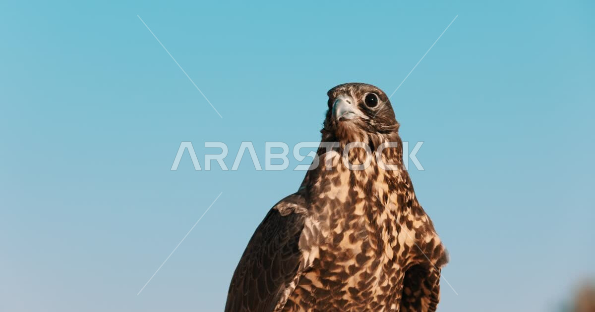 A predatory bird with a sharp beak, a close-up of a falcon of prey ...