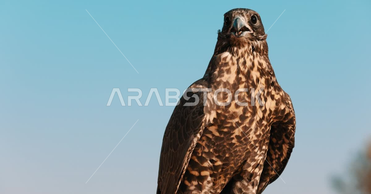 Breeding and training wild, sharp-sighted birds in the Kingdom of Saudi ...