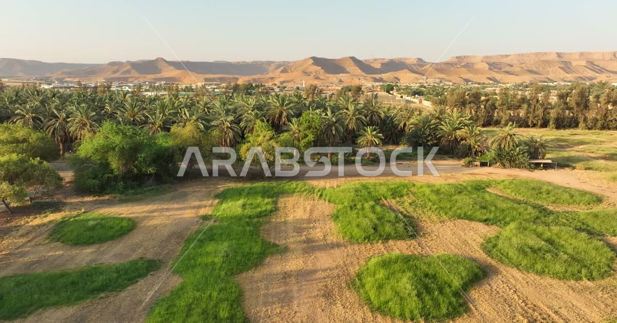 Crops, fields and agricultural lands, drone photography of date farms ...
