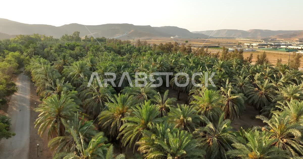 Cultivation of green palm trees, drone photography of date farms in the ...