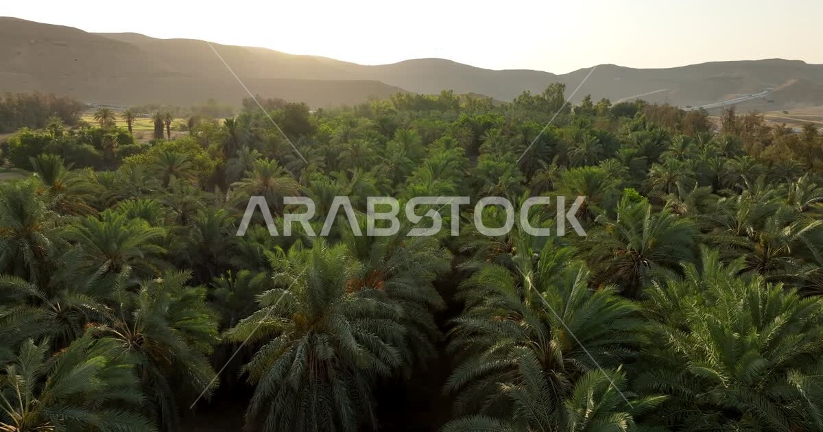 Drone photography of date farms in the Kingdom of Saudi Arabia ...