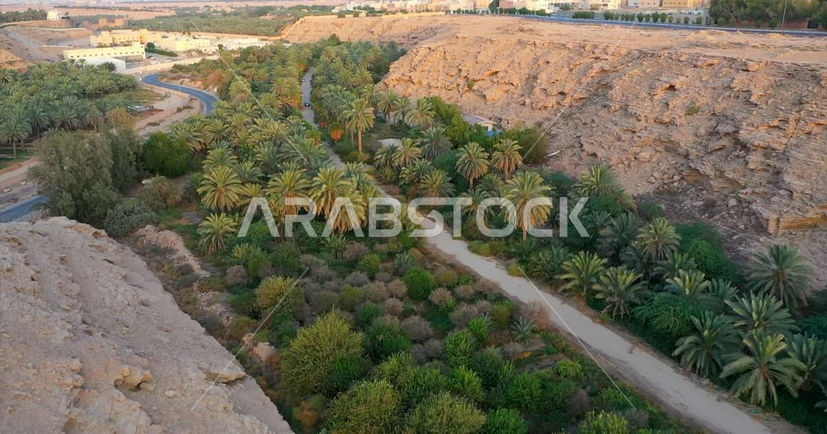 Drone photography of date farms in the Kingdom of Saudi Arabia, asphalt ...