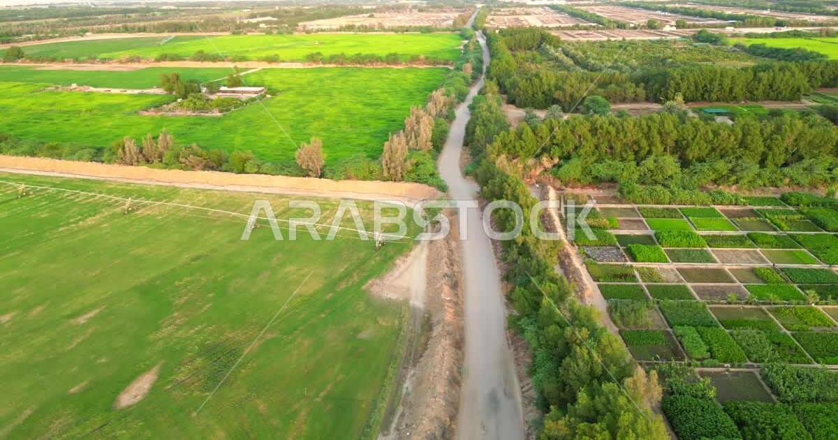 Environmental development and the agricultural sector, planting trees ...