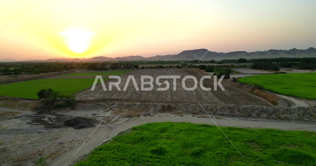 Crops and green agricultural lands in Saudi Arabia, planting trees and ...