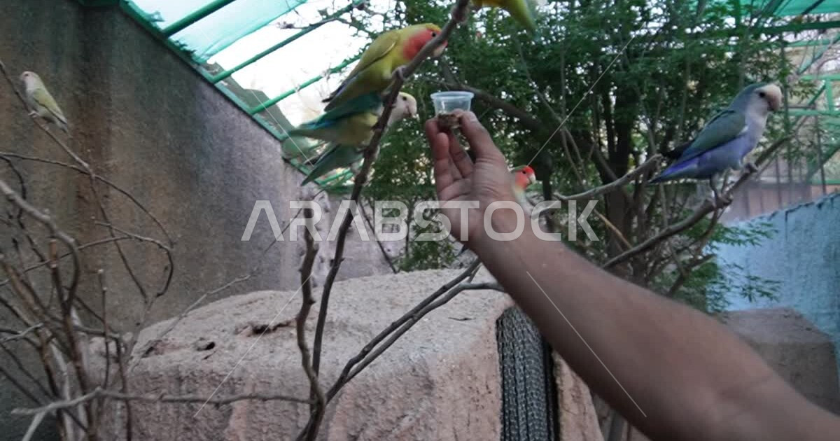 Close-up of a love parrot on tree branches in a nature reserve, a man ...