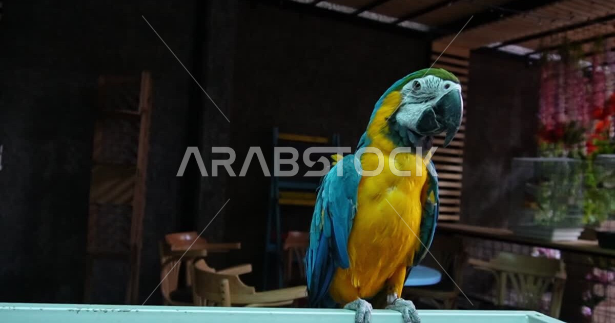 Bird breeding farms in the Kingdom of Saudi Arabia, close-up of a macaw ...