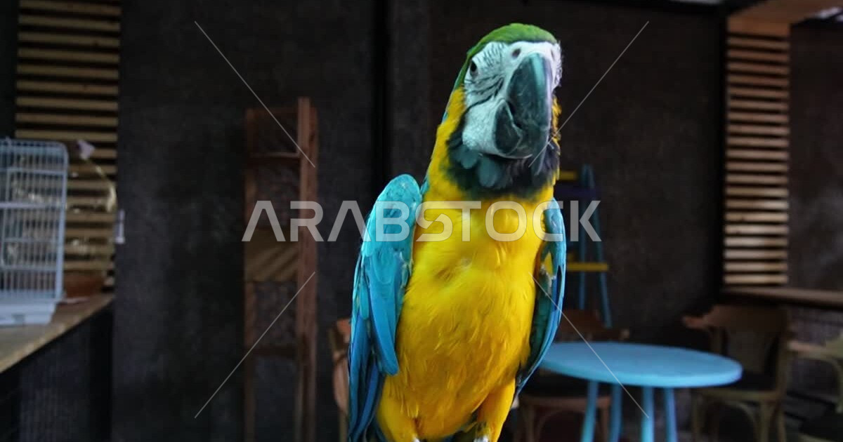 Macaw parrot in a nature reserve, close-up of a macaw bird in Talents ...