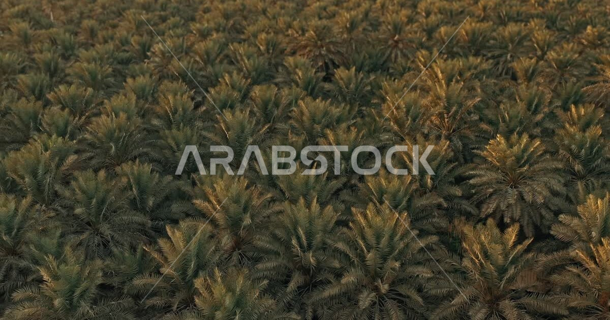 An extensive natural reserve for palm cultivation in the Kingdom of ...