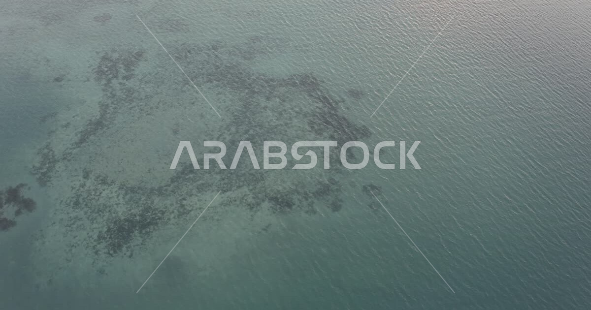 Algae and marine plants on the seabed, aerial photography of corals and ...