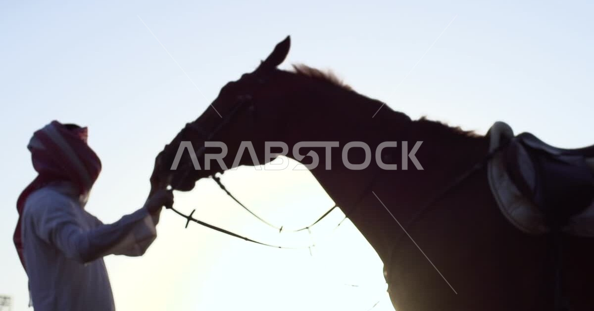 A Saudi Arabian Gulf man tames an Arab horse on the farm at sunset ...