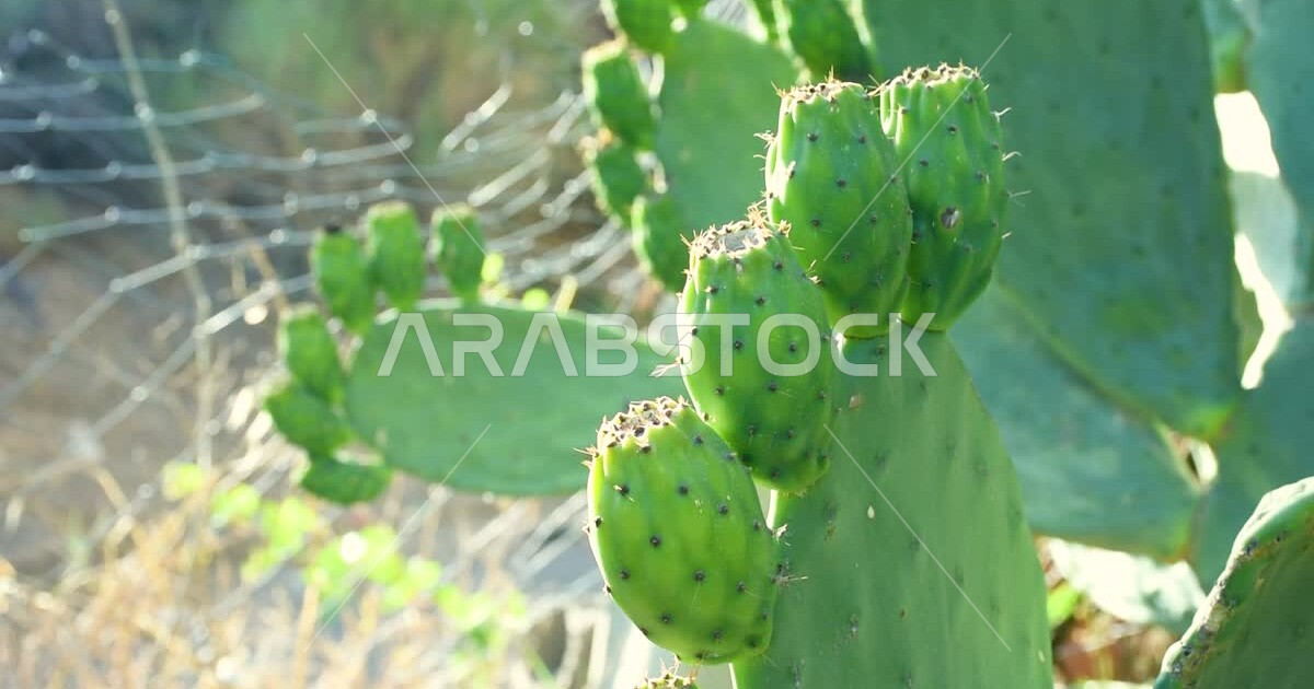 Prickly pear leaves in cactus farms in Saudi Arabia, green natural ...