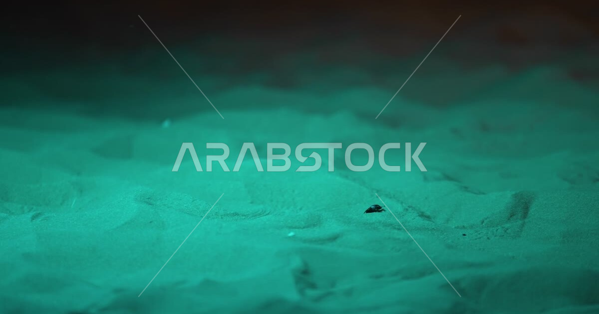 Close-up of a beetle moving among the golden sands in the desert ...