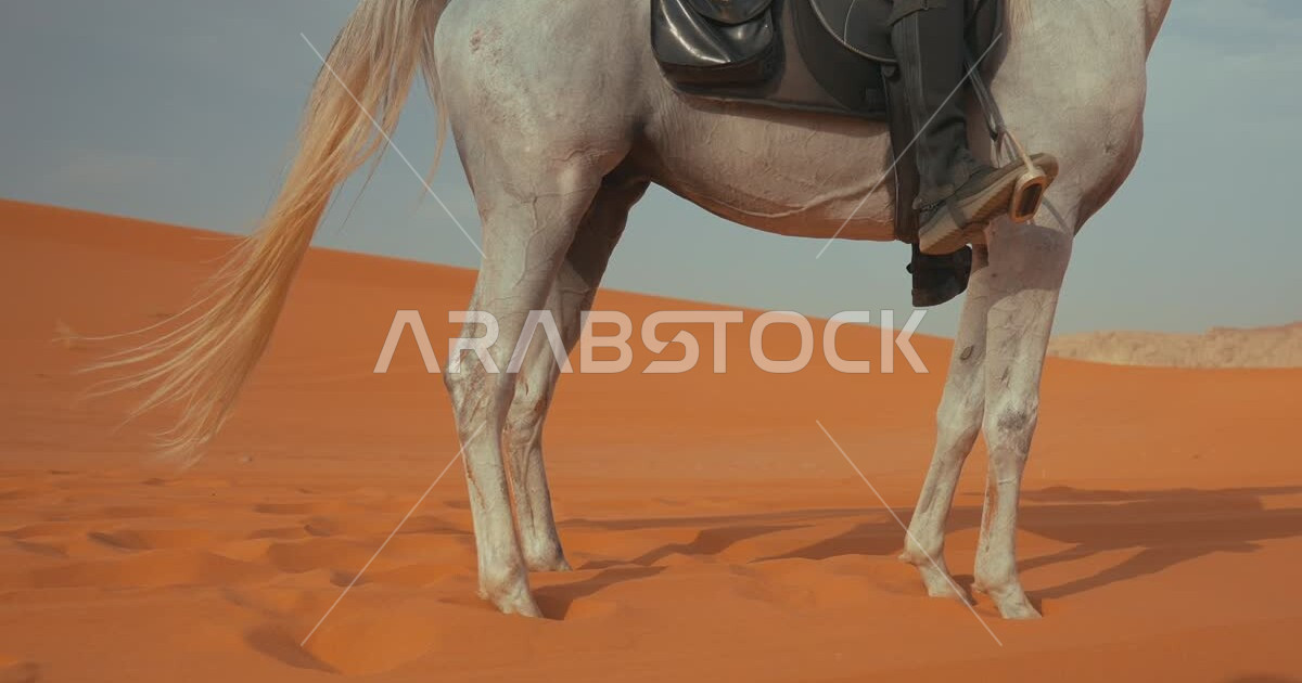 A close-up of the legs of a purebred white Arabian horse in the midst ...