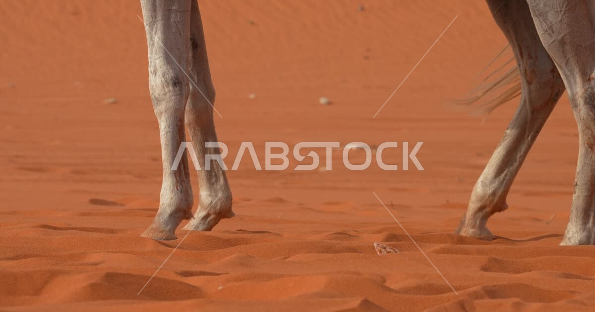 Love and adoration of the Saudi horse, a close-up of the legs of a ...