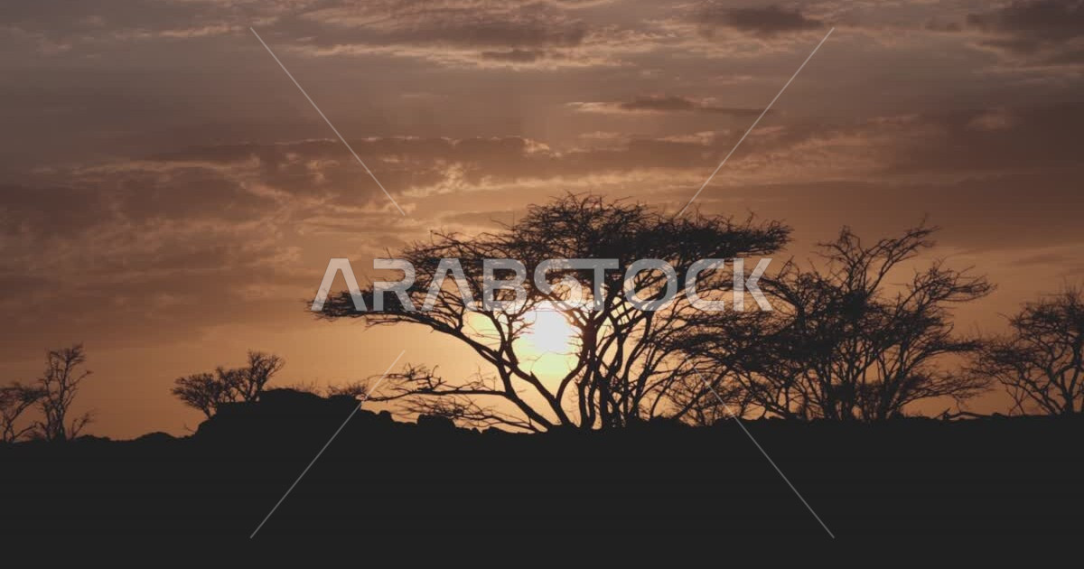 Silhouette photography of trees and plants in the desert, desert nature ...