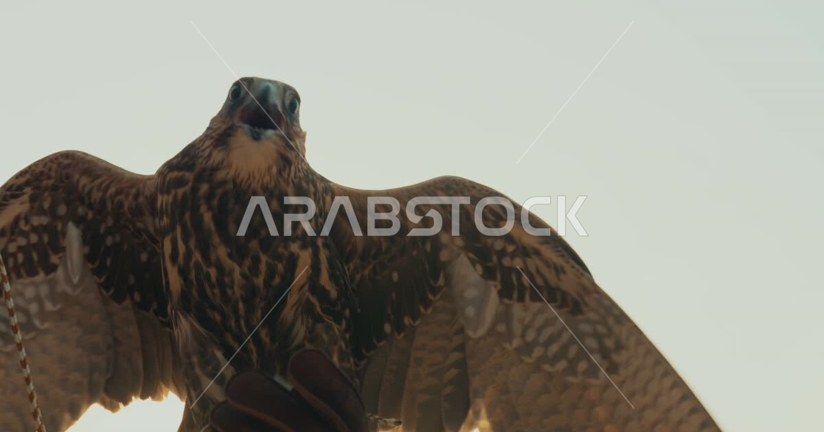 The concept of taming falcons and its importance in Saudi history ...