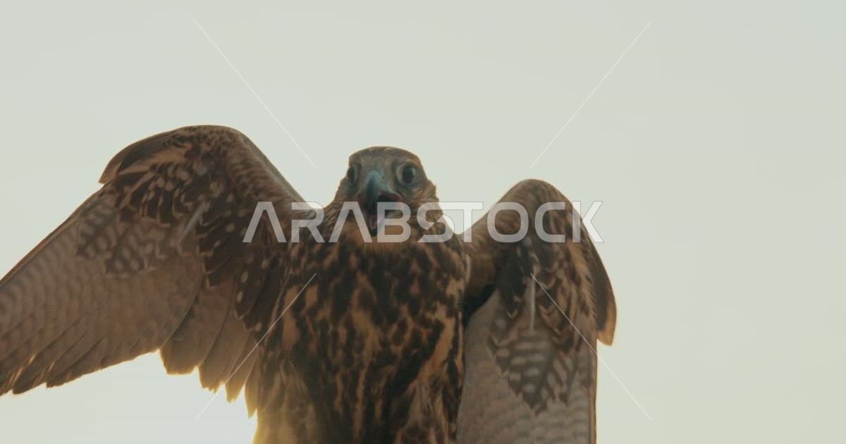 The concept of taming falcons and its importance in Saudi history ...