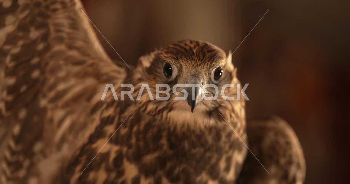 Passion for raising birds of prey and predators, training falcons in ...