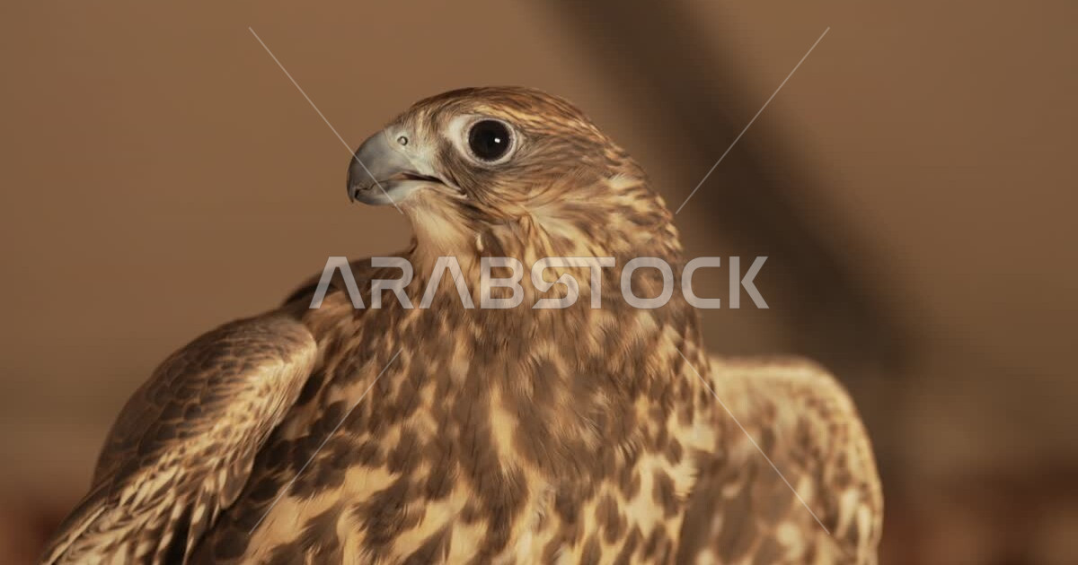 Passion for raising birds of prey and predators, training falcons in ...
