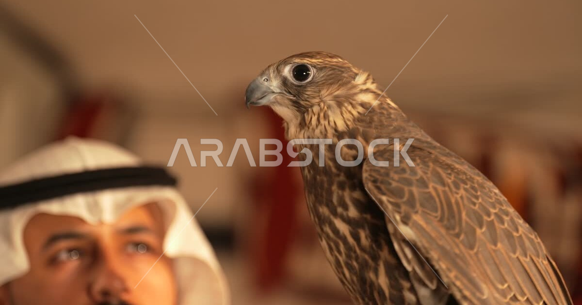 The importance of falcons in Saudi history, training and taming falcons ...